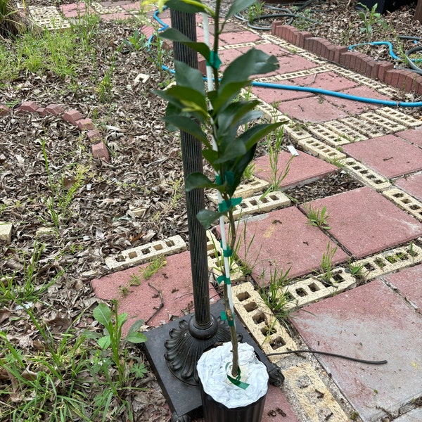Grafted Kishu Mandarin Tree in Half Gallon Pot, Tangerine. Florida ...