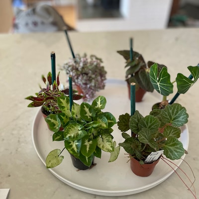 Foliage Gift Box, Box of 6 - Etsy
