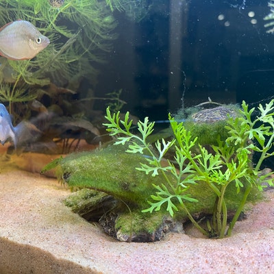 BUY 2 GET 1 FREE Water Sprite water Fern, Indian Ferneasy Live Aquarium ...