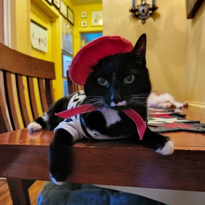 Complete French Cat Outfit Cat Beret Ascot and Striped Shirt - Etsy