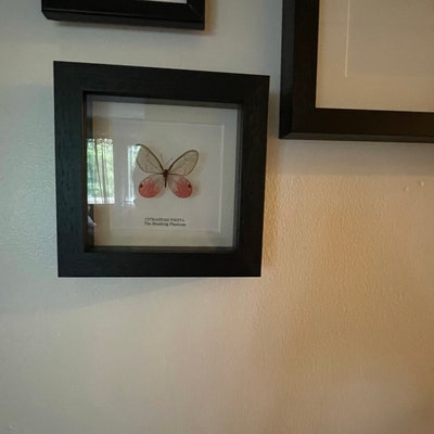 The Blushing Phantom Butterfly in Box Frame cithaerias Pireta - Etsy