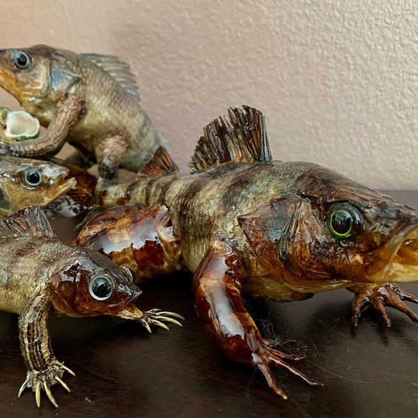 Full Body Turtle Taxidermy- French Horn-playing Tortoise Mariachi Toad ...
