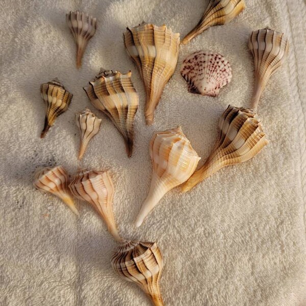 30 Southwest Florida Scallop Seashells - Etsy