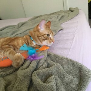 Personalized Stuffed Catnip Fish Cat Toy With Feathers - Etsy
