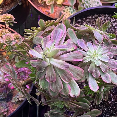 Aeonium Medusa Mutant Middle Variegatacluster. Rare Aeonium - Etsy