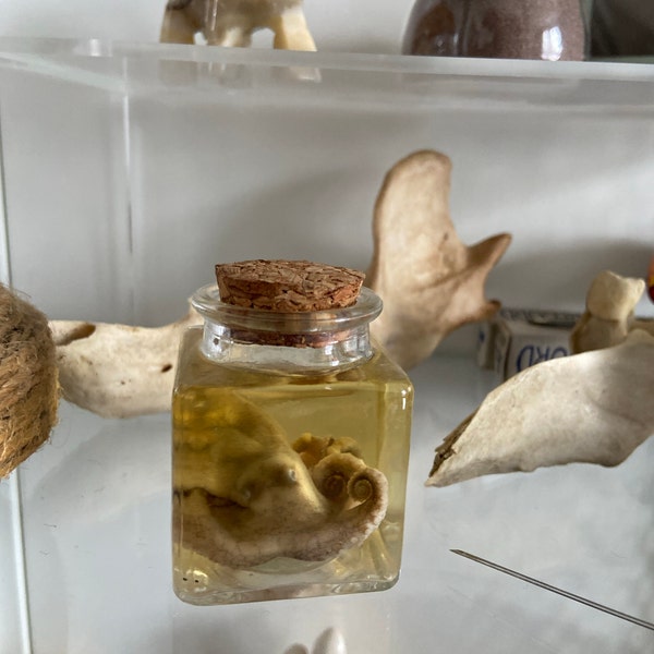Cute Red Baby Octopus in a Jar Wet Specimen Ethically Sourced Steampunk ...