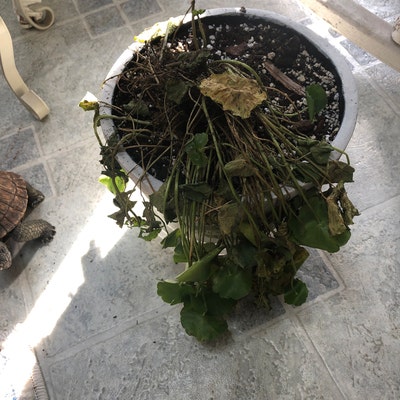 Large 6 Hydrocotyle Vulgaris Money Plant Copper Coin Plant Lucky Plant ...