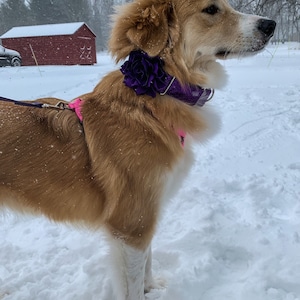 Biothane Tab or Bringsel Pick Your Color 1/2 Wide Heavy | Etsy