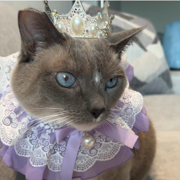 Pet Tiara Crown: Silver Pearl Crystal Cat Dog Necklace - Etsy