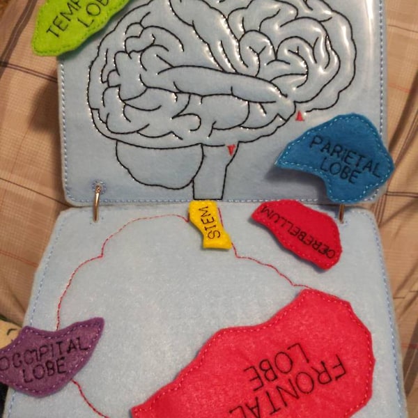 Felt Human Brain Puzzle: Quiet Book Page, Medical Learning Board - Etsy