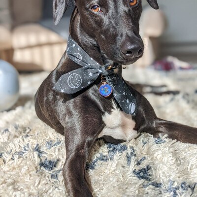 Dog Neckerchiefs Various Patterns. Floral, Striped, Gingham & Tartan ...