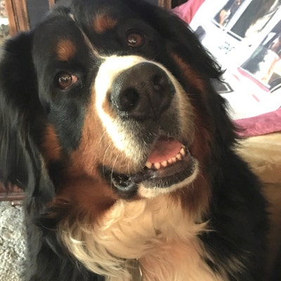 Bernese Mountain Dog Berner Grey Red Dog Collar 1 Width - Etsy