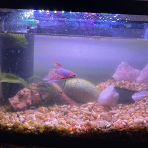 Skeleton Human Hand right Hand Prop Sculpture | Etsy