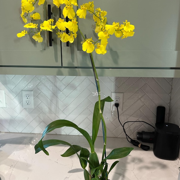 Rlc. Sung Ya Green 'mailman' (2.5” Pot) - Etsy