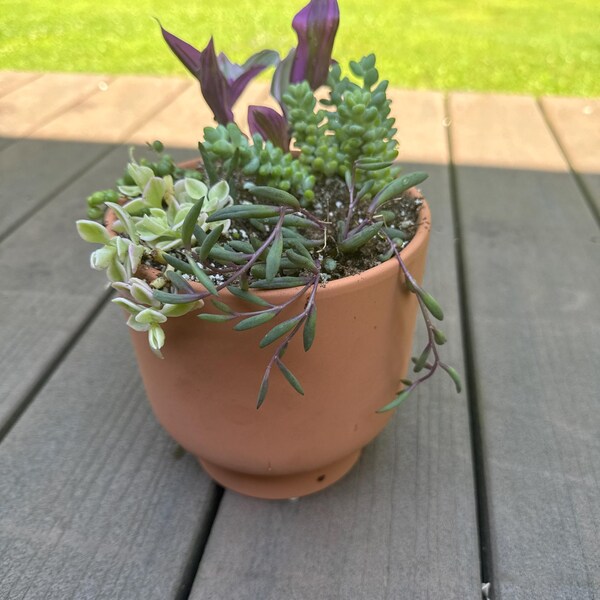 Ruby Necklace, String of Rubies, Little Pickles, Othonna Capensis ...