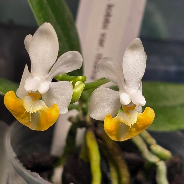 Phal. Lobbii Var. flava Pink, Blooming Size, FREE Shipping - Etsy