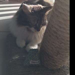 Cat Fin 5 Pack FIVE 5 Cheerful Assorted Cat Pyramid Toys - Etsy