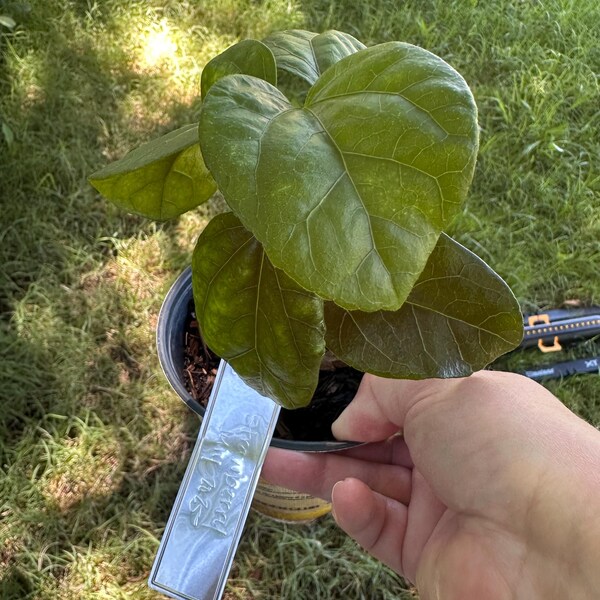 Hibiscus Cajun Color Rum Rascal Starter Plant Hybrid Big Double Flowers ...