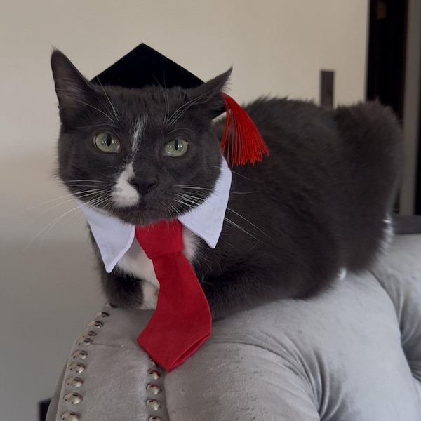 Graduation Cap Cat Hat for Your Cat FREE SHIPPING! Add-on Custom Tassel ...