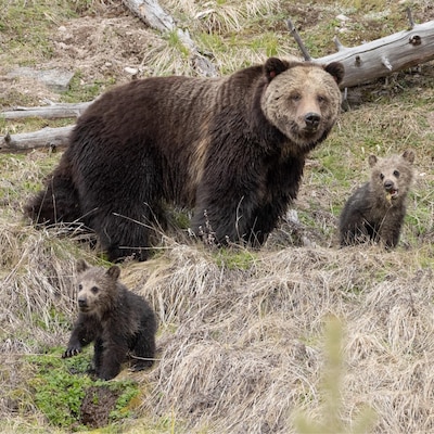 Yellowstone: Wildlife Photography by Trent Sizemore Coffee Table Book ...