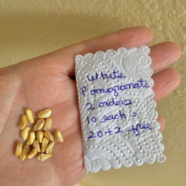 30 SEEDS Bitter Melon Momordica Charantia Bitter Gourd Melon Cundeamor ...