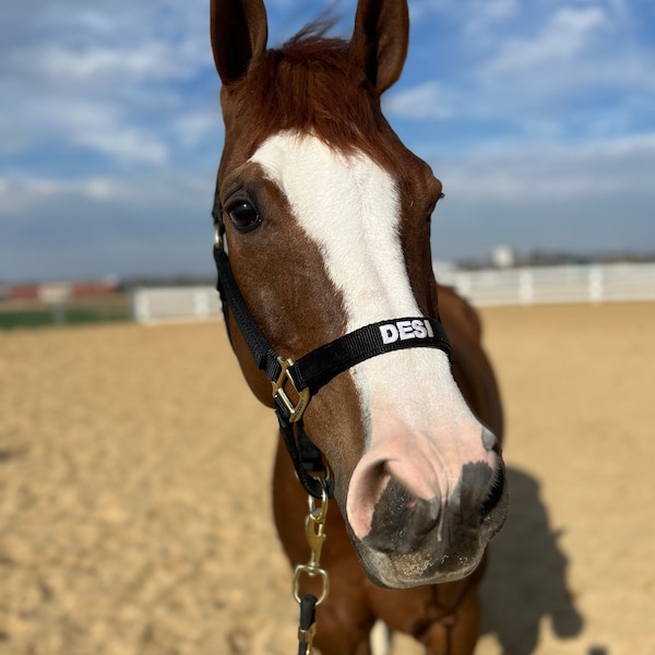 Personalized Horse Halter, Halter, Monogrammed Horse Halter, Horse ...