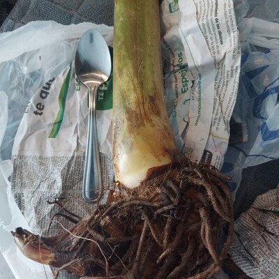 Exotic Tropical Plant Rhizomes Variegate Shell Ginger Large Size With ...