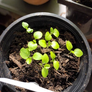 Cold Hardy Chili Pepper Seeds Capsicum Flexuosum Aka - Etsy Canada