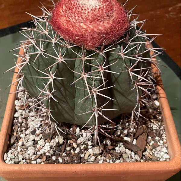 Melocactus Curvispinus Live Rooted Cactus From Seed Grown - Turk's Cap ...