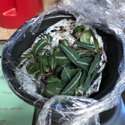 Hand Picked Nature Wild Native Sage Bundle - Etsy