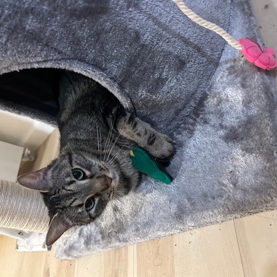 Cat Teaser Wand Cat Toy Star Cat Toys Wand Cute Cat Toys - Etsy