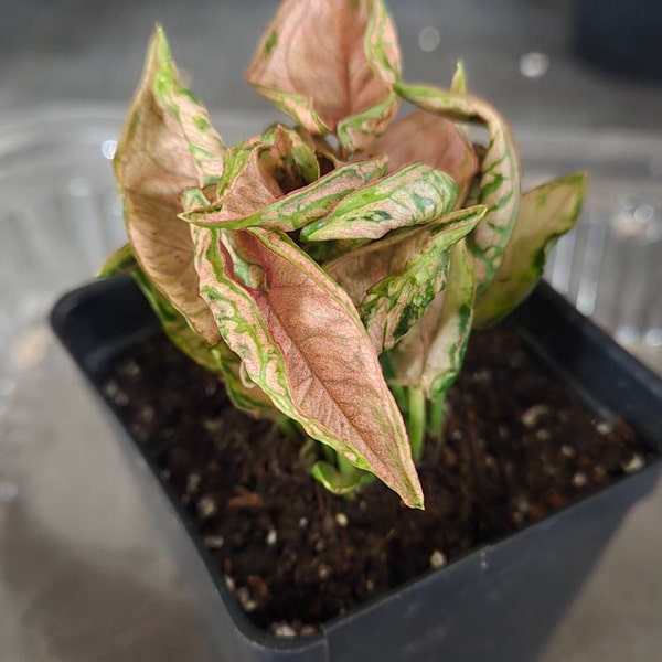 Chester Fern Starter Plant (ALL STARTER PLANTS Require You to Purchase ...