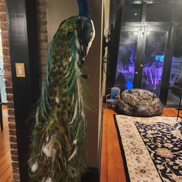 TrophyCollection - Etsy