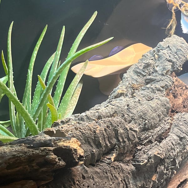 Mushroom Ledge (mini) - Reptile Decor - Laguna Reptiles - Etsy