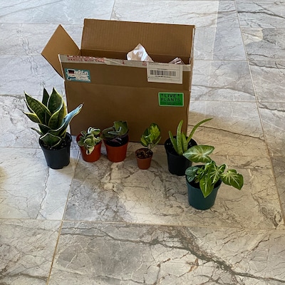 Manjula Pothos-rare High Variegated Manjula Pothos-indoor Plant ...