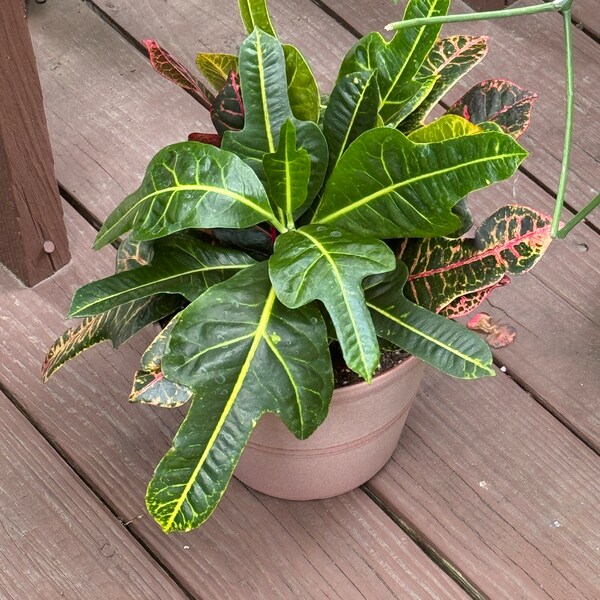 Fiddle Leaf Fig Tree Enamel Pin | Plant-inspired, Patches, Plant Lover ...