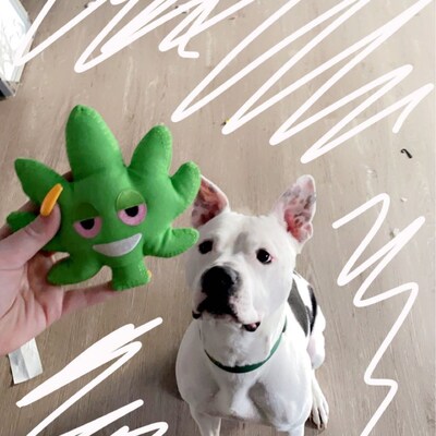 Dooby's weed Leaf Emoji Hemp Dog Toy - Etsy