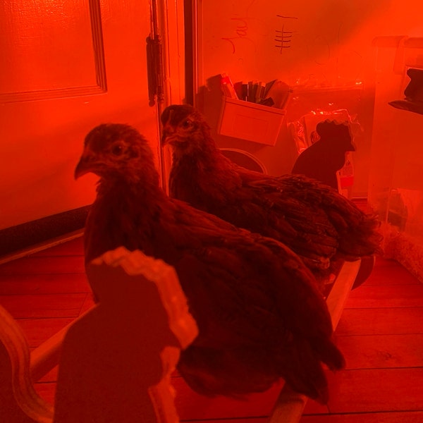 Backyard Barnyard Chicken (round Bar) Handmade in USA! Wood Perch ...