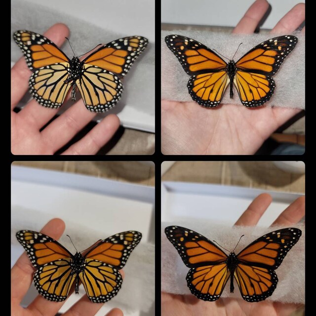 Monarch Butterfly Wings Drawing
