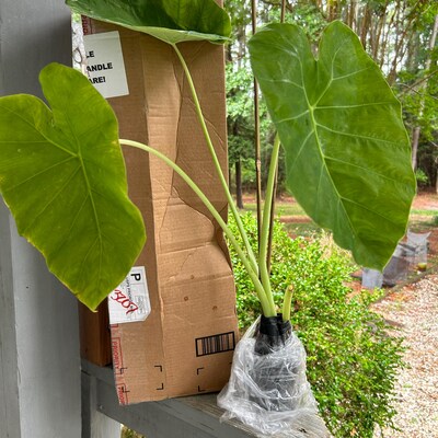 5 Fresh Cutting Vines No Root Puerto Rico Sweet Potatoes Strong to Grow ...