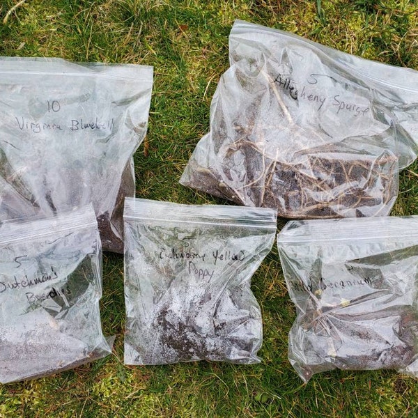 5 Pachysandra Procumbens Roots , Allegheny Spurge, Mountain Spurge - Etsy