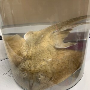 Four Mummified/preserved Fetal Piglets Displayed in Riker Box - Etsy