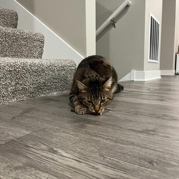 Cat Scent Enrichment Kit | 13 Herbs | Improve Wellbeing | Cat Toy | Cat ...