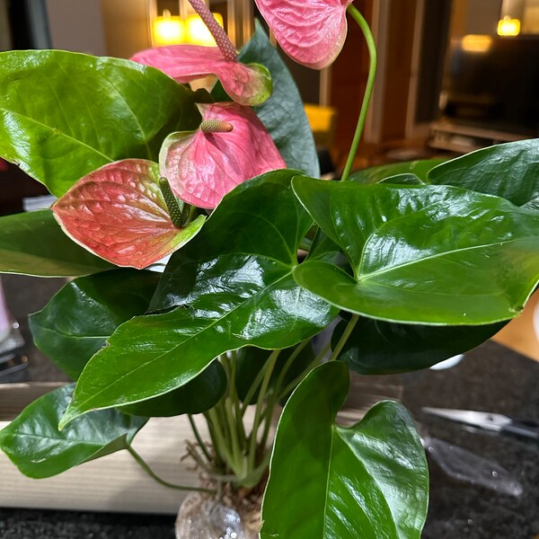 Pink Anthurium - 4" From Tropical Ambiance - Etsy