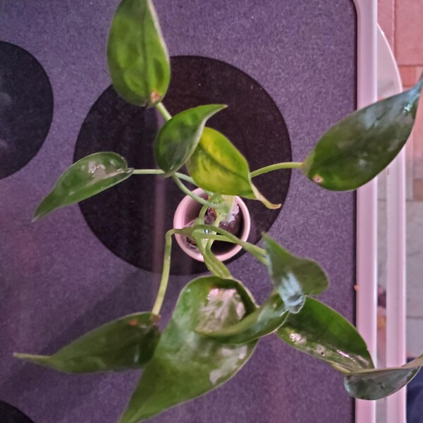 Alocasia “tiny Dancer” Starter Plant (ALL STARTER PLANTS Require You to ...