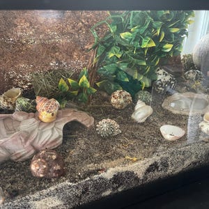 Rare Cornutus Turbo Hermit Crab Shell With a 1.75 Opening C3 - Etsy