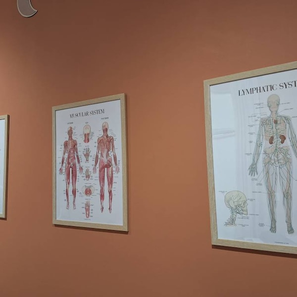 Fascia Lines Anatomy Poster | SANDYSPINES | Art for Chiropractors ...