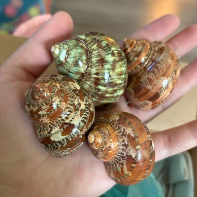 Kitten Paw Halves Florida Seashell Handpicked on Marco Island or ...