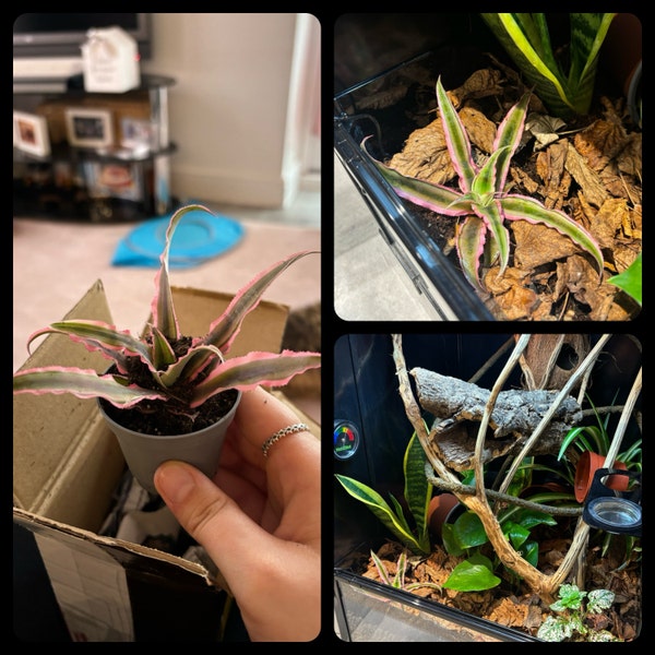 CRYPTANTHUS EARTH STAR | Bromeliad Plant 5.5cm Pot | Perfect House ...