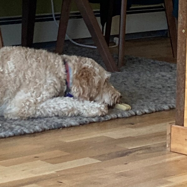 2 Pack of Aloha Crunch Bites. Churpi Yak Himalayan Puffs Infused With ...